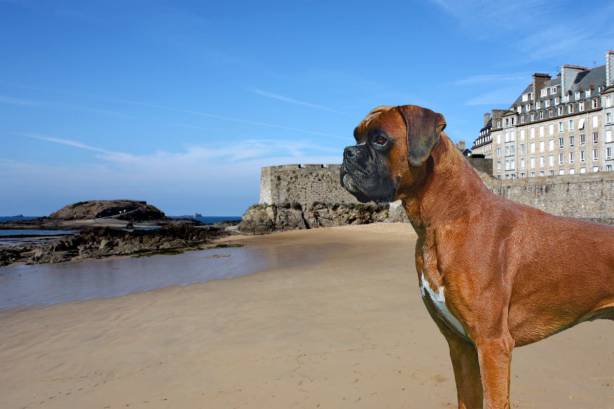 Les nouveaux « chiens du Guet » veilleront au confinement - Saint-Malo info